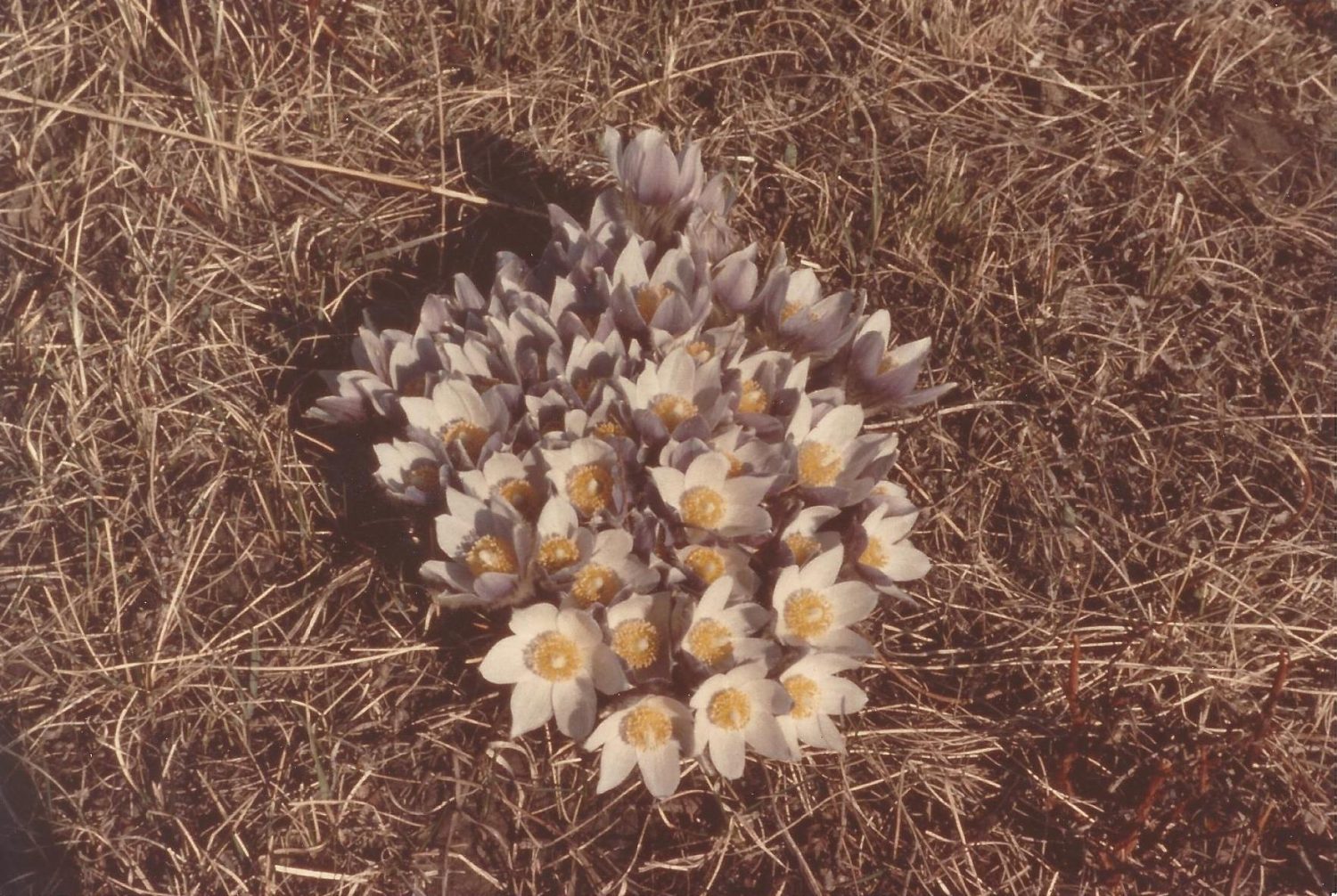 The Prairie Crocus Hunt – A Sign of Spring | Holly Nicoll Photography